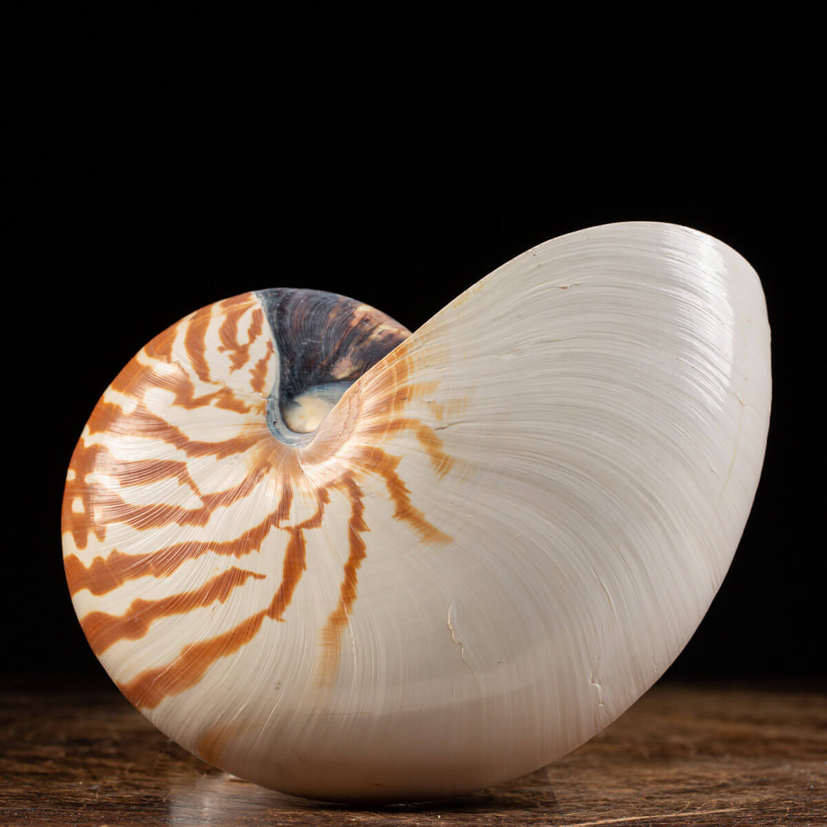 Nautilus Pompilius Schelp - NAU-09